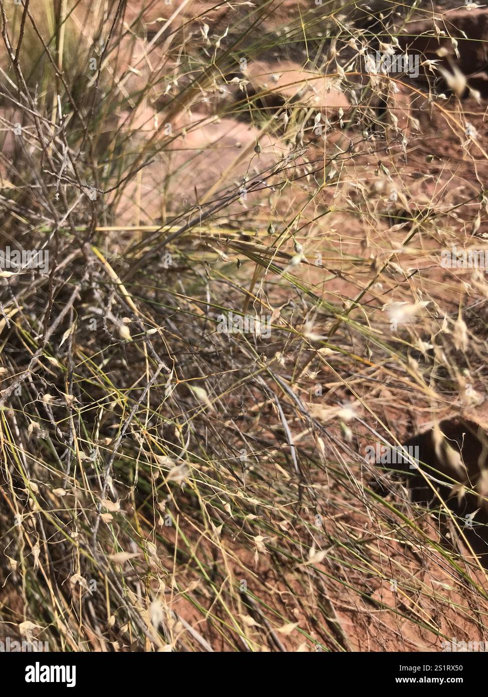 Sand Ricegrass (Eriocoma hymenoides Stock Photo - Alamy