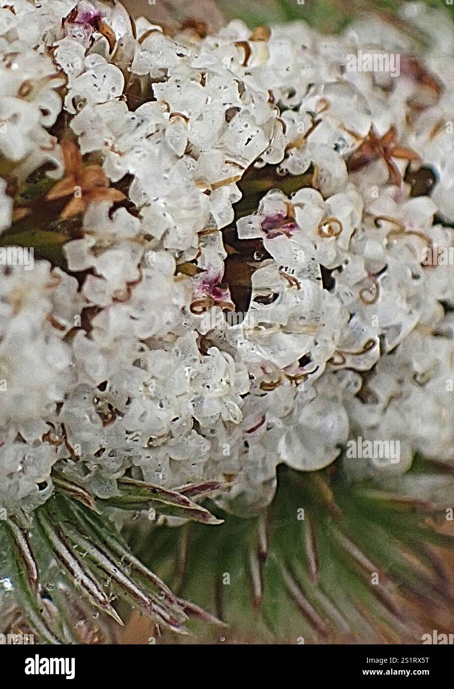 Foxy Slangbos (Stoebe alopecuroides Stock Photo - Alamy