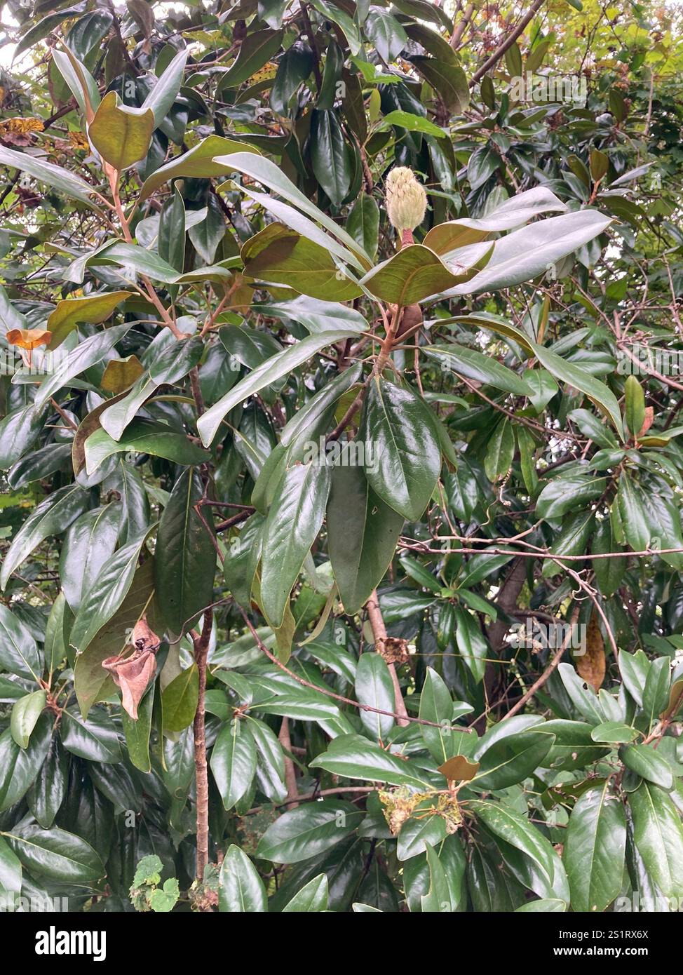 southern magnolia (Magnolia grandiflora Stock Photo - Alamy
