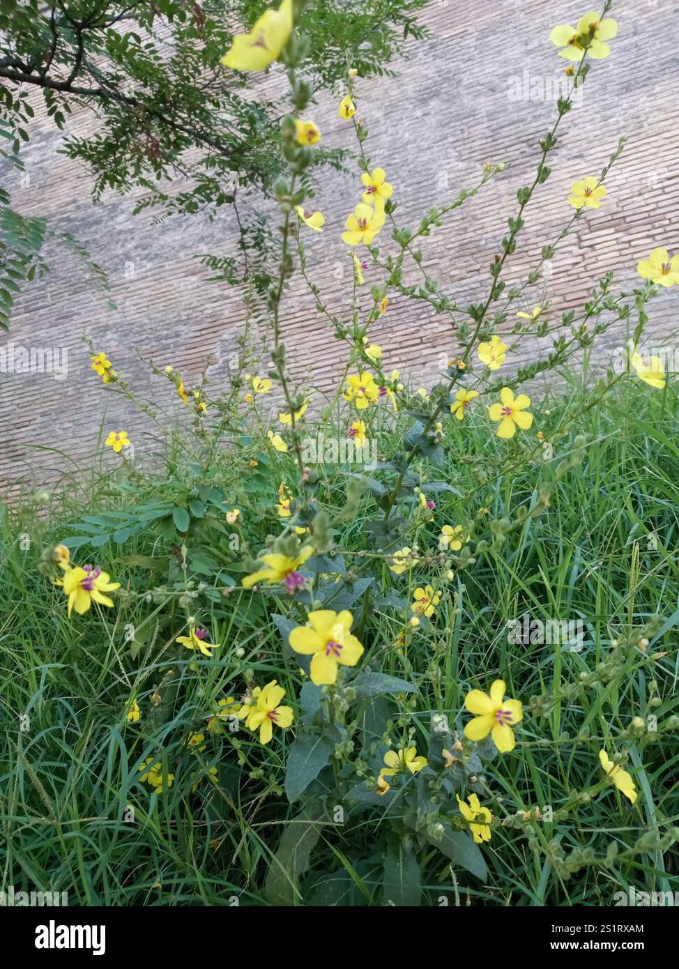 Mullein verbascum sinuatum hi-res stock photography and images - Alamy