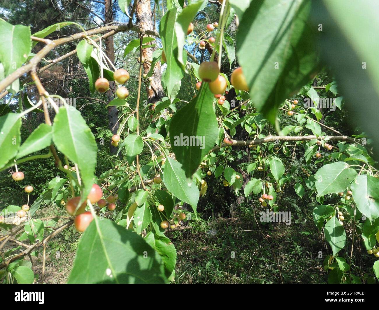 Siberian crabapple (Malus baccata Stock Photo - Alamy