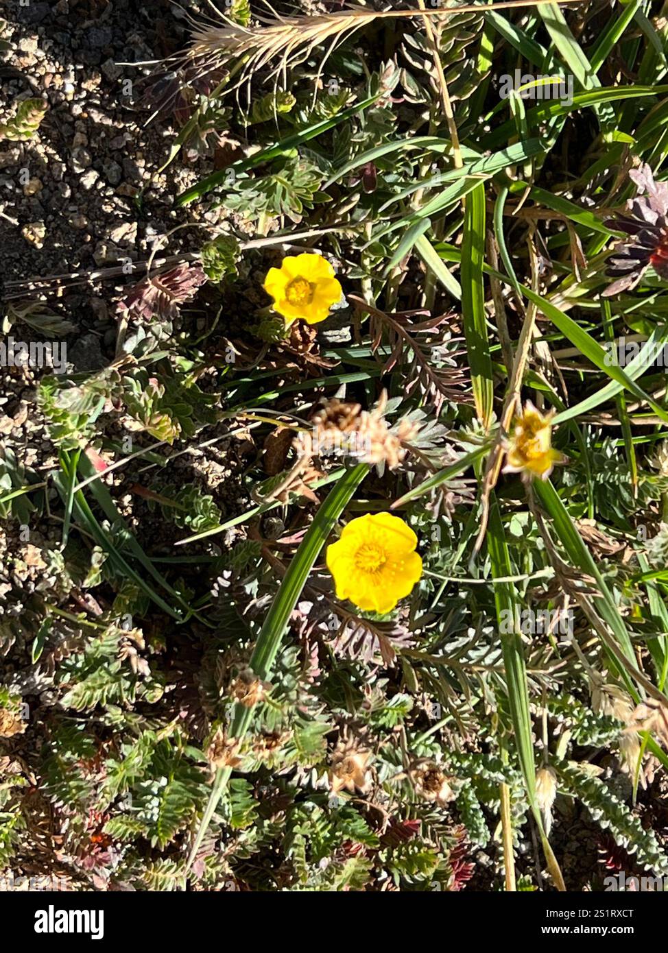 Ross' Avens (Geum rossii Stock Photo - Alamy
