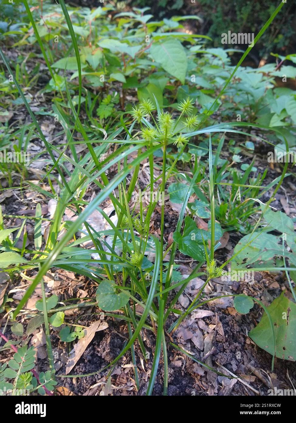 Baldwin's Flatsedge (Cyperus croceus Stock Photo - Alamy