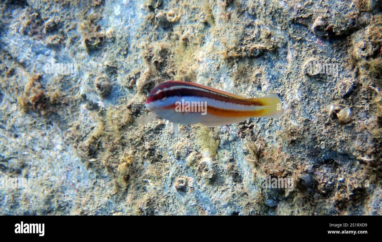 Mediterranean Rainbow Wrasse (Coris julis Stock Photo - Alamy