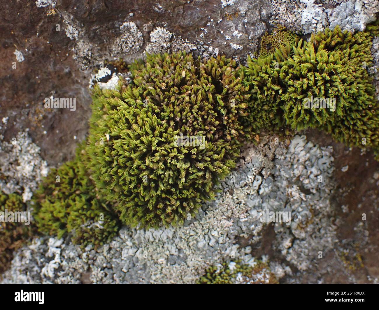 Rock Mosses (Grimmiaceae Stock Photo - Alamy