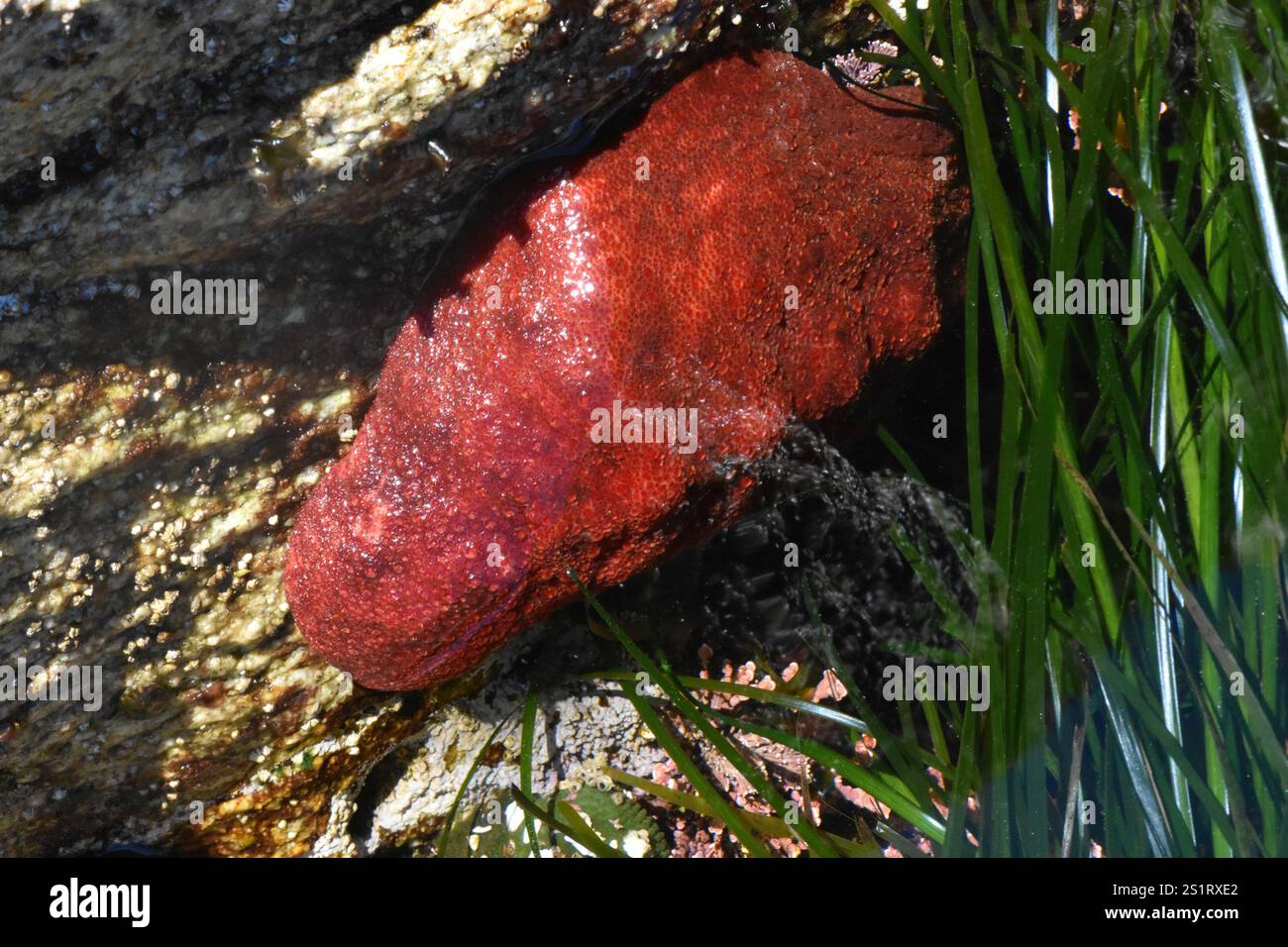Gumboot Chiton (Cryptochiton stelleri Stock Photo - Alamy