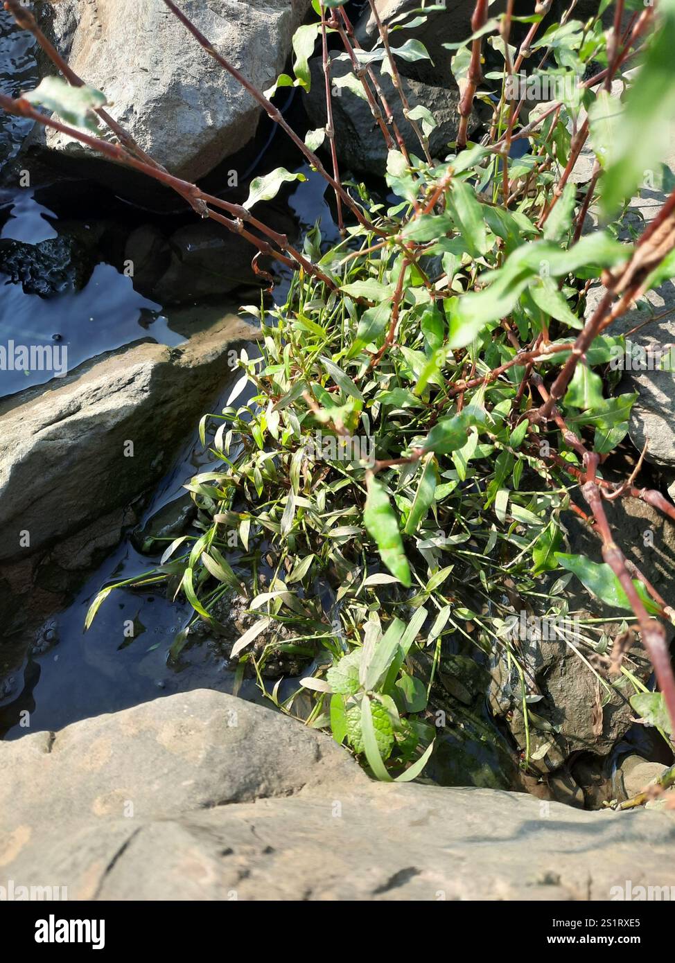 waterpepper (Persicaria hydropiper Stock Photo - Alamy