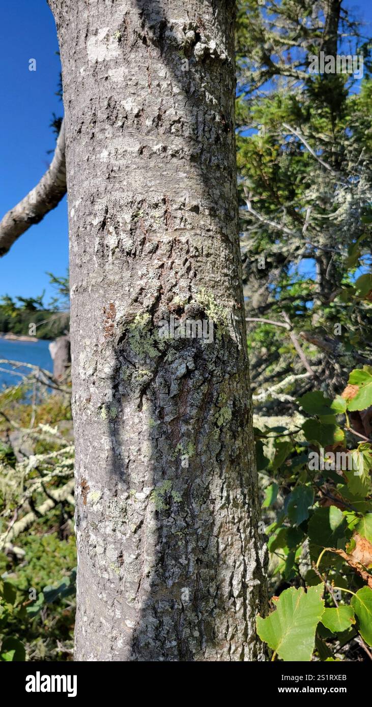 bigtooth aspen (Populus grandidentata Stock Photo - Alamy