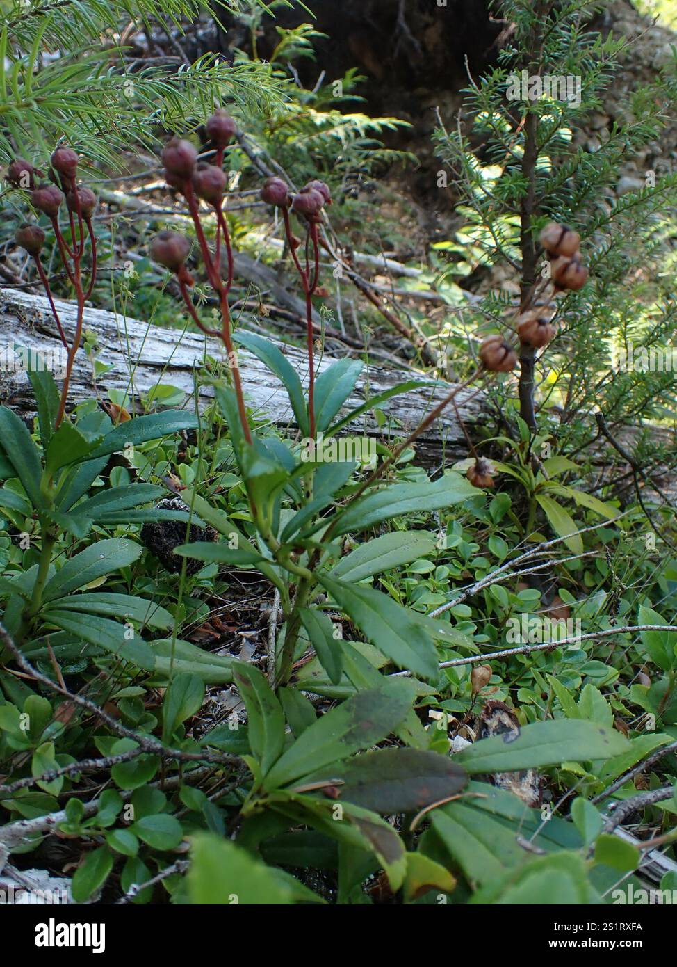 pipsissewa (Chimaphila umbellata Stock Photo - Alamy