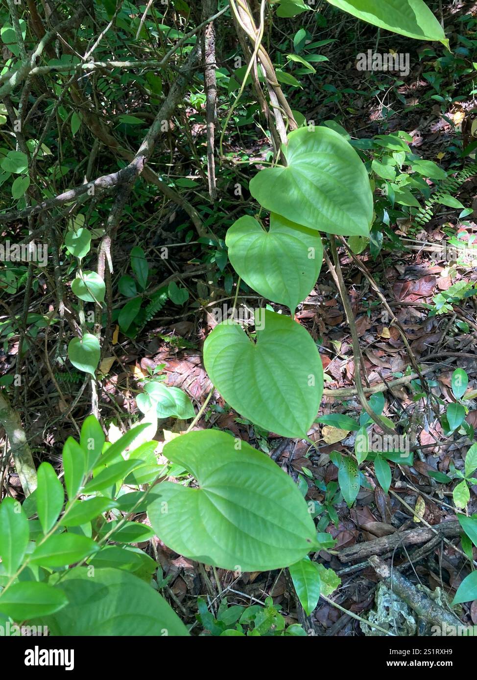 air potato (Dioscorea bulbifera Stock Photo - Alamy