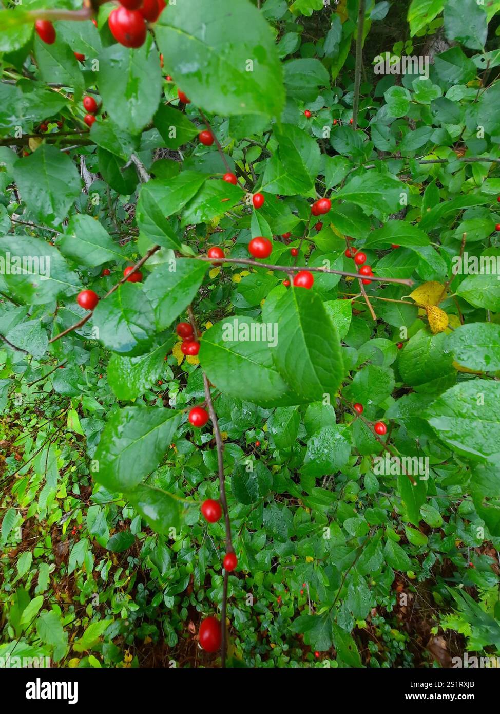 winterberry holly (Ilex verticillata Stock Photo - Alamy