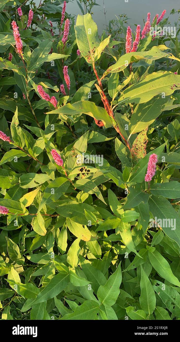 water smartweed (Persicaria amphibia Stock Photo - Alamy