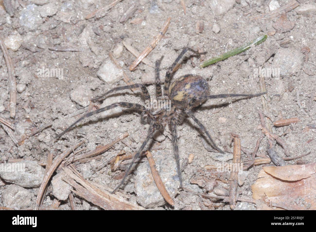 House Funnel-web Spiders (Tegenaria Stock Photo - Alamy