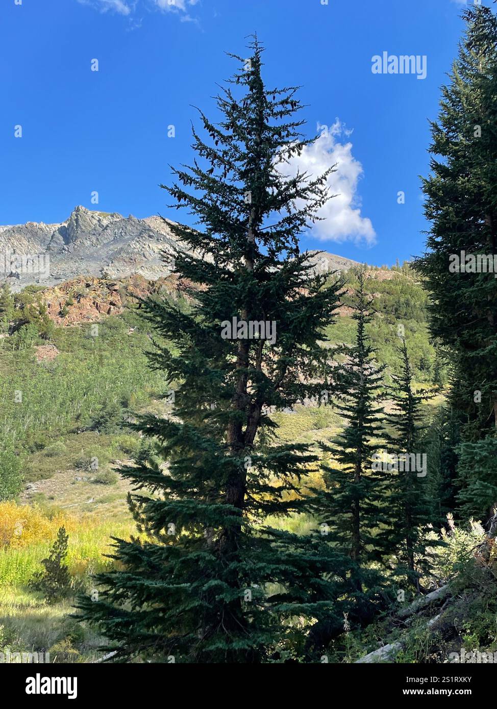mountain hemlock (Tsuga mertensiana Stock Photo - Alamy