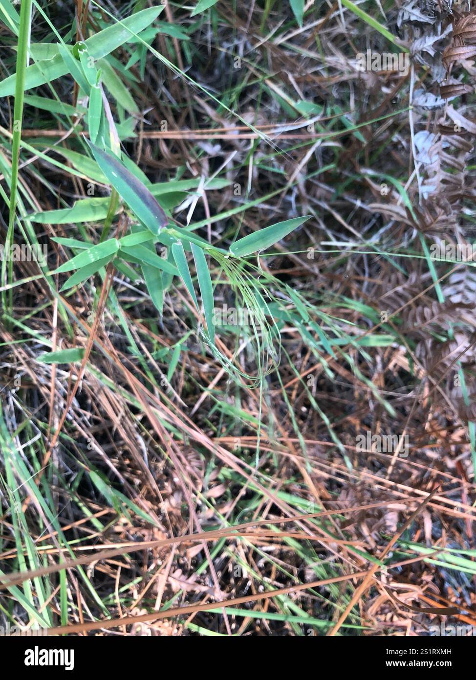 Shortleaf Skeletongrass (Gymnopogon brevifolius Stock Photo - Alamy
