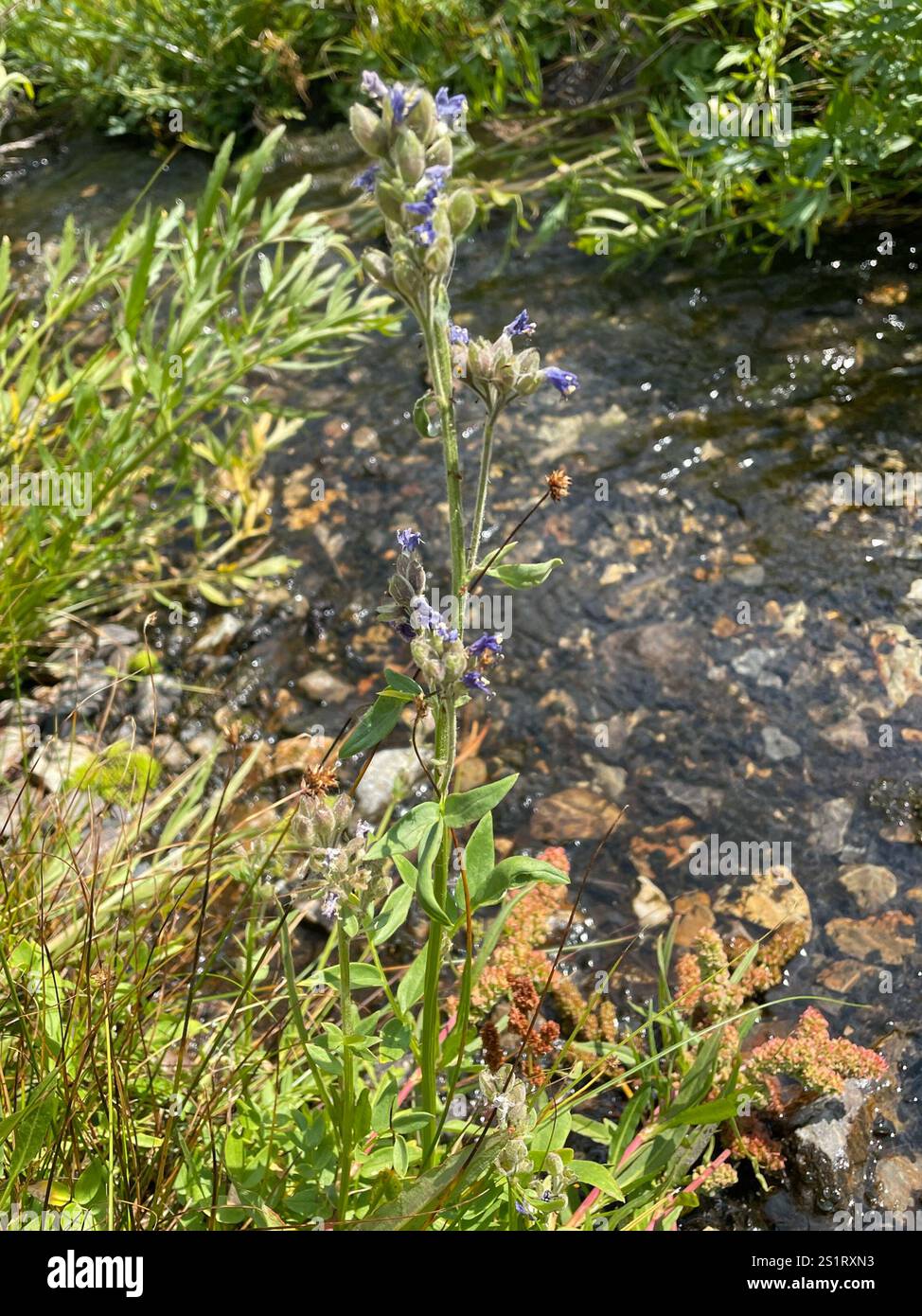 western Jacob's ladder (Polemonium occidentale Stock Photo - Alamy