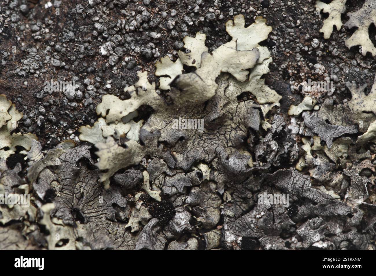rock shield lichens (Xanthoparmelia Stock Photo - Alamy