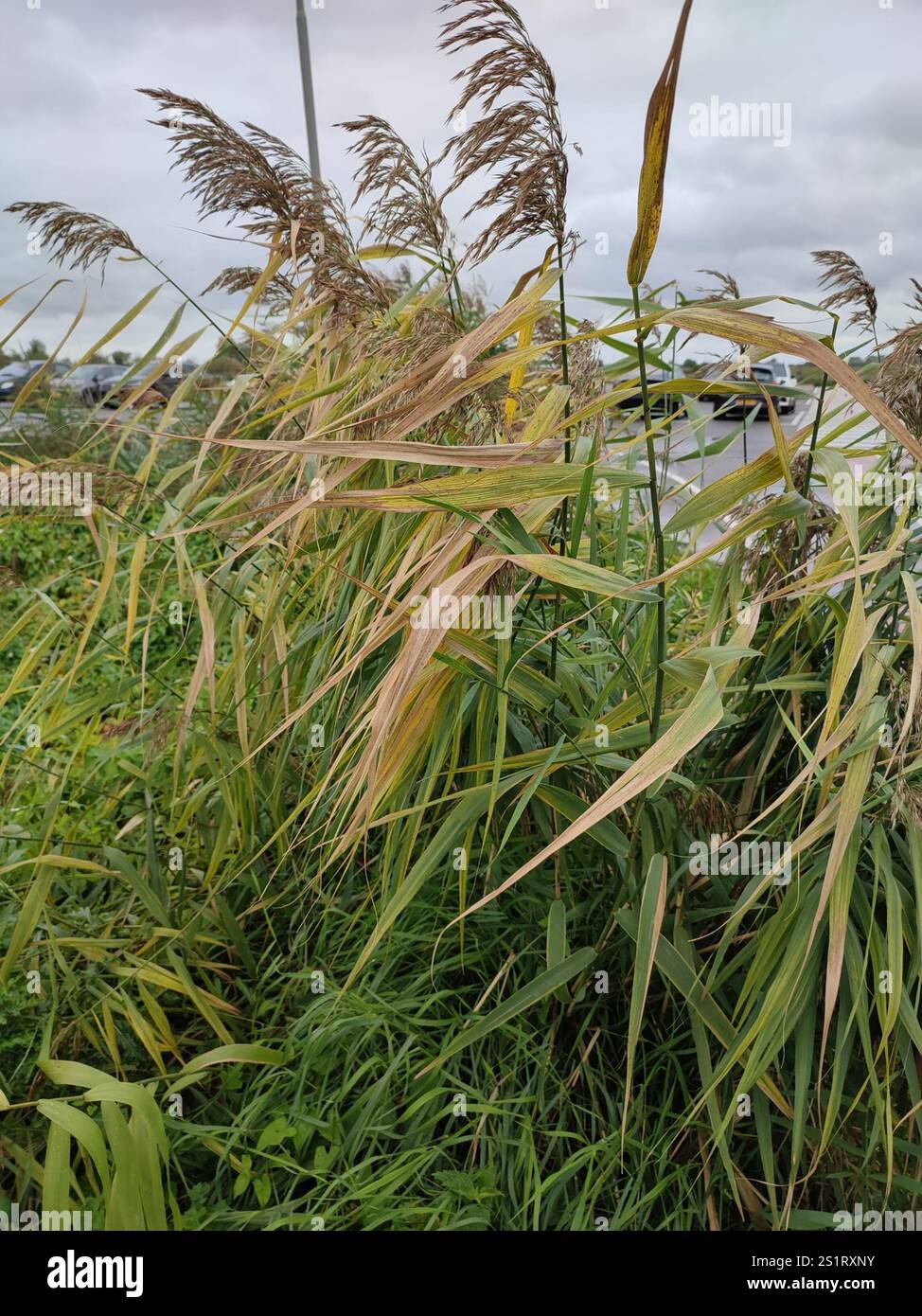 common reed (Phragmites australis Stock Photo - Alamy