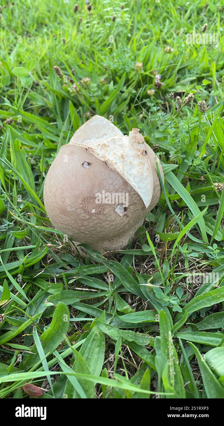 Purple-spored Puffball (Calvatia cyathiformis Stock Photo - Alamy