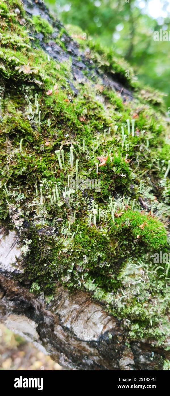 Lesser Sulphur-cup Lichen (Cladonia deformis Stock Photo - Alamy