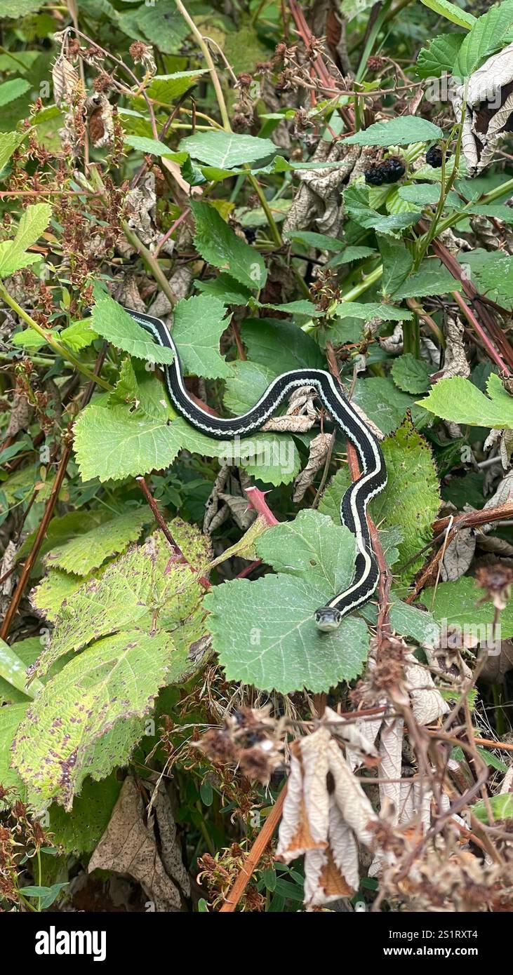 Puget Sound Garter Snake (Thamnophis sirtalis pickeringii Stock Photo ...