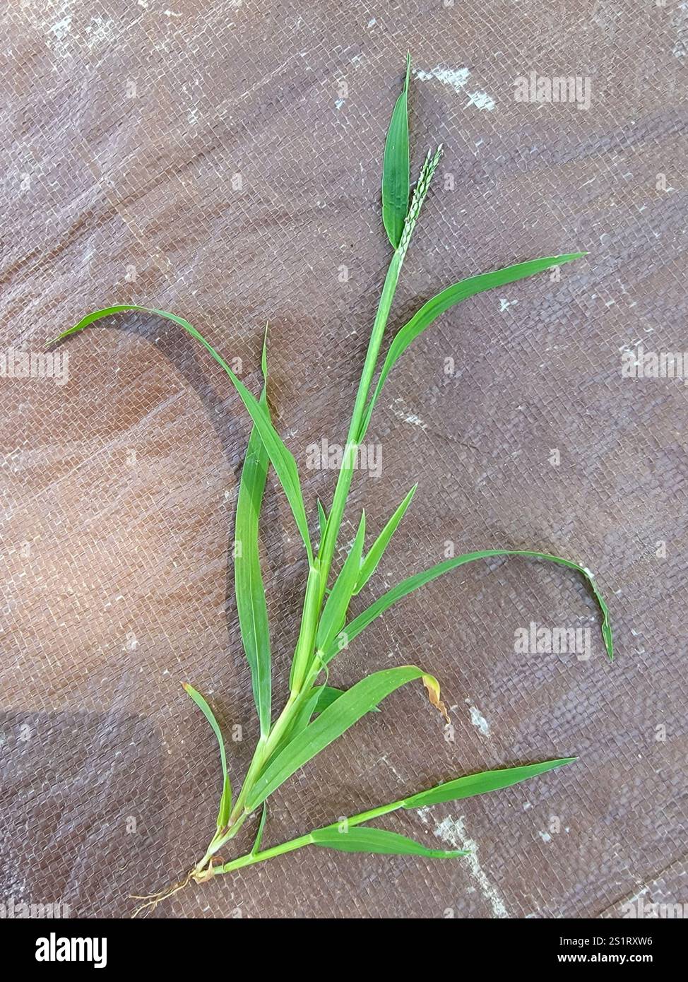 Hairy Crabgrass (Digitaria sanguinalis Stock Photo - Alamy