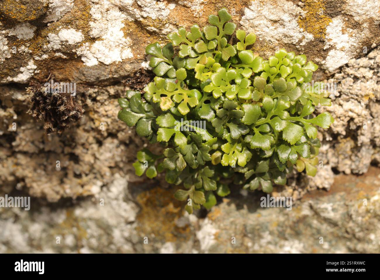 wall-rue (Asplenium ruta-muraria Stock Photo - Alamy