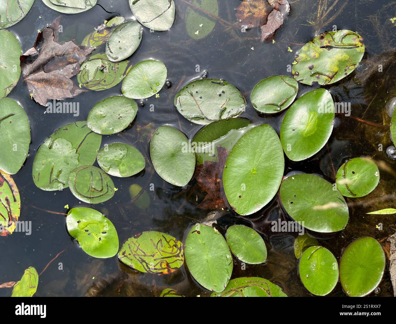 Watershield (Brasenia schreberi Stock Photo - Alamy
