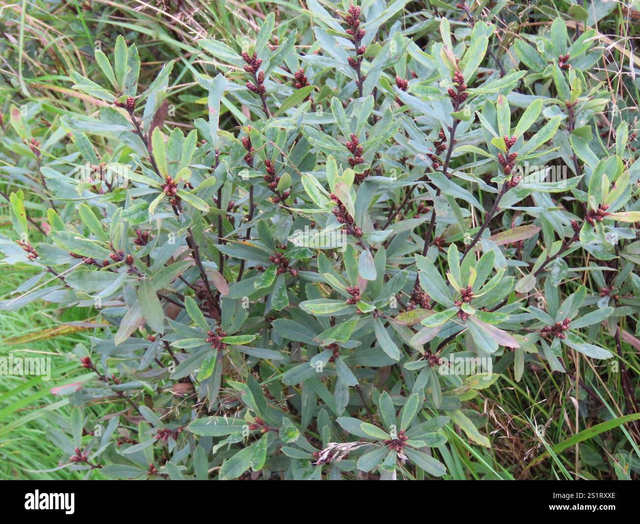 bog myrtle (Myrica gale Stock Photo - Alamy