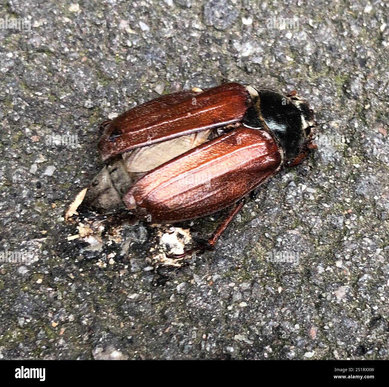 Common Cockchafer (Melolontha melolontha Stock Photo - Alamy