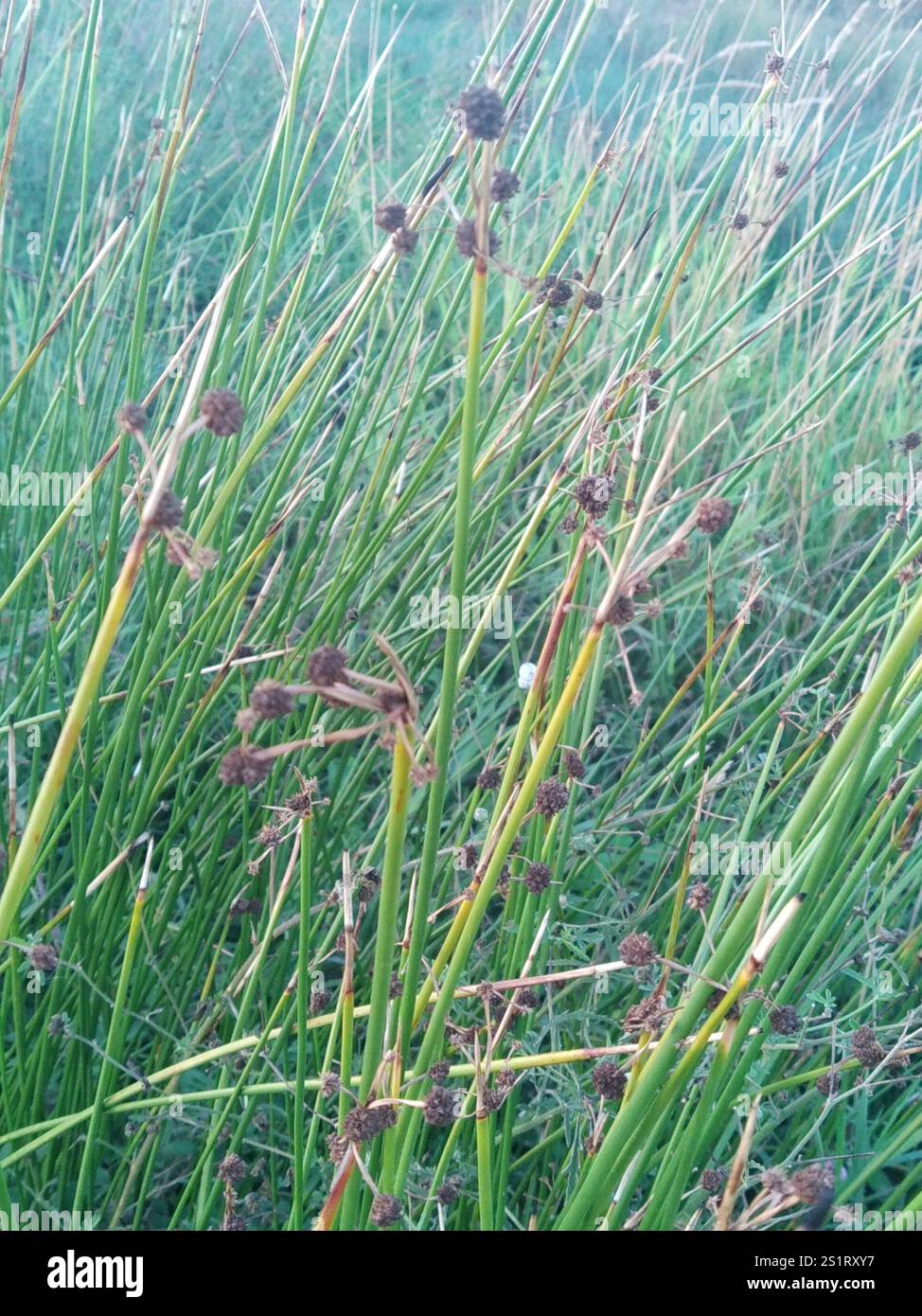 Round-headed Clubrush (Scirpoides holoschoenus Stock Photo - Alamy