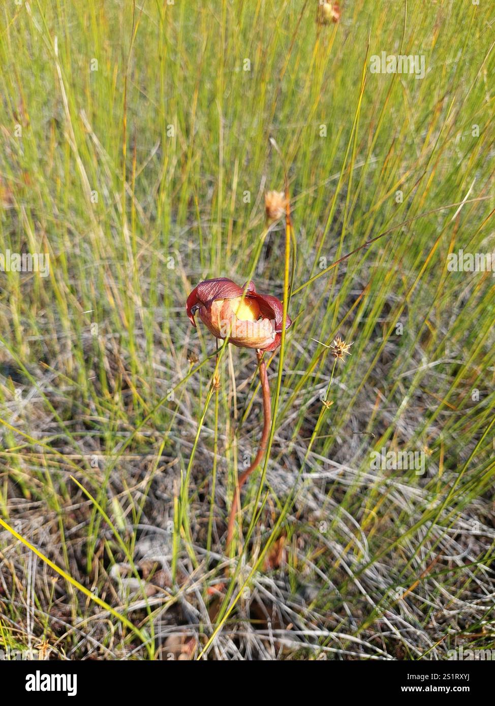 northern purple pitcher plant (Sarracenia purpurea purpurea Stock Photo ...