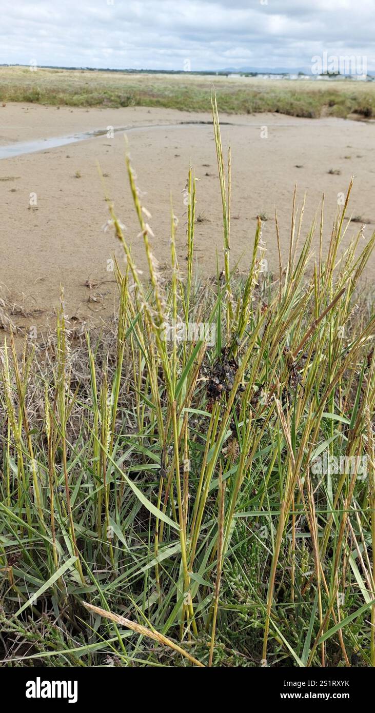 common cordgrass (Sporobolus anglicus Stock Photo - Alamy