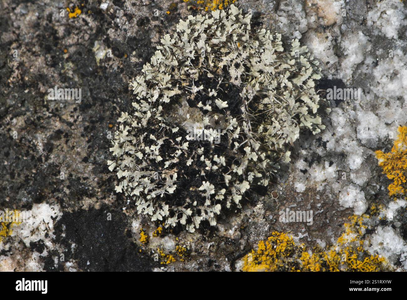 rosette lichens, frost lichens, and allies (Physciaceae Stock Photo - Alamy