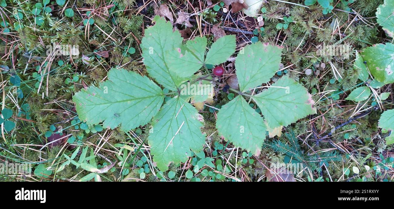 Stone Bramble (Rubus saxatilis Stock Photo - Alamy