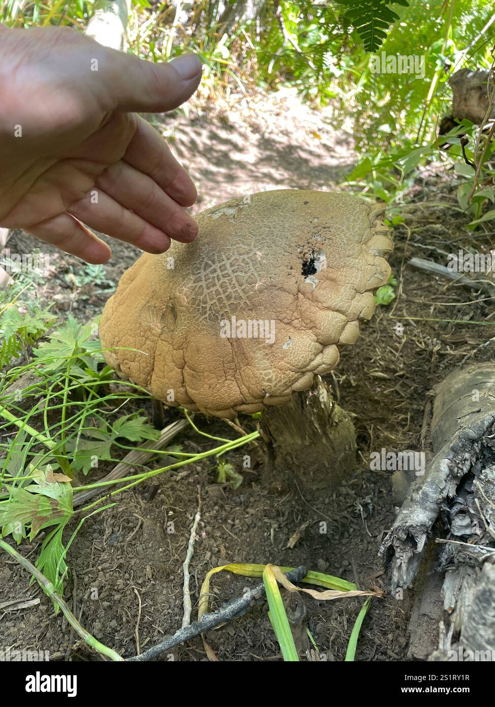 aspen bolete (Leccinum insigne Stock Photo - Alamy