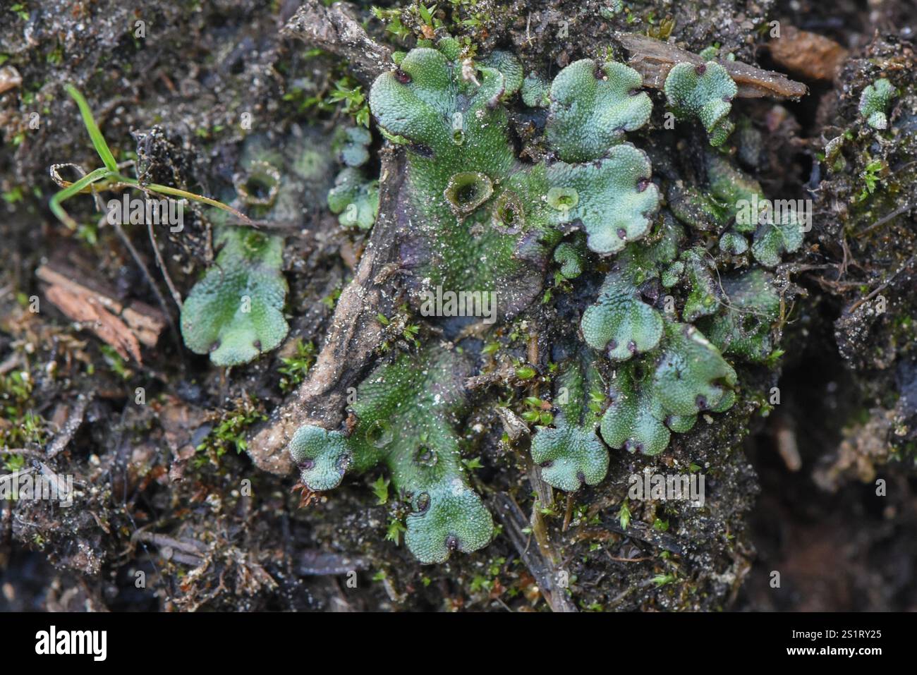 Common Liverwort (Marchantia polymorpha Stock Photo - Alamy