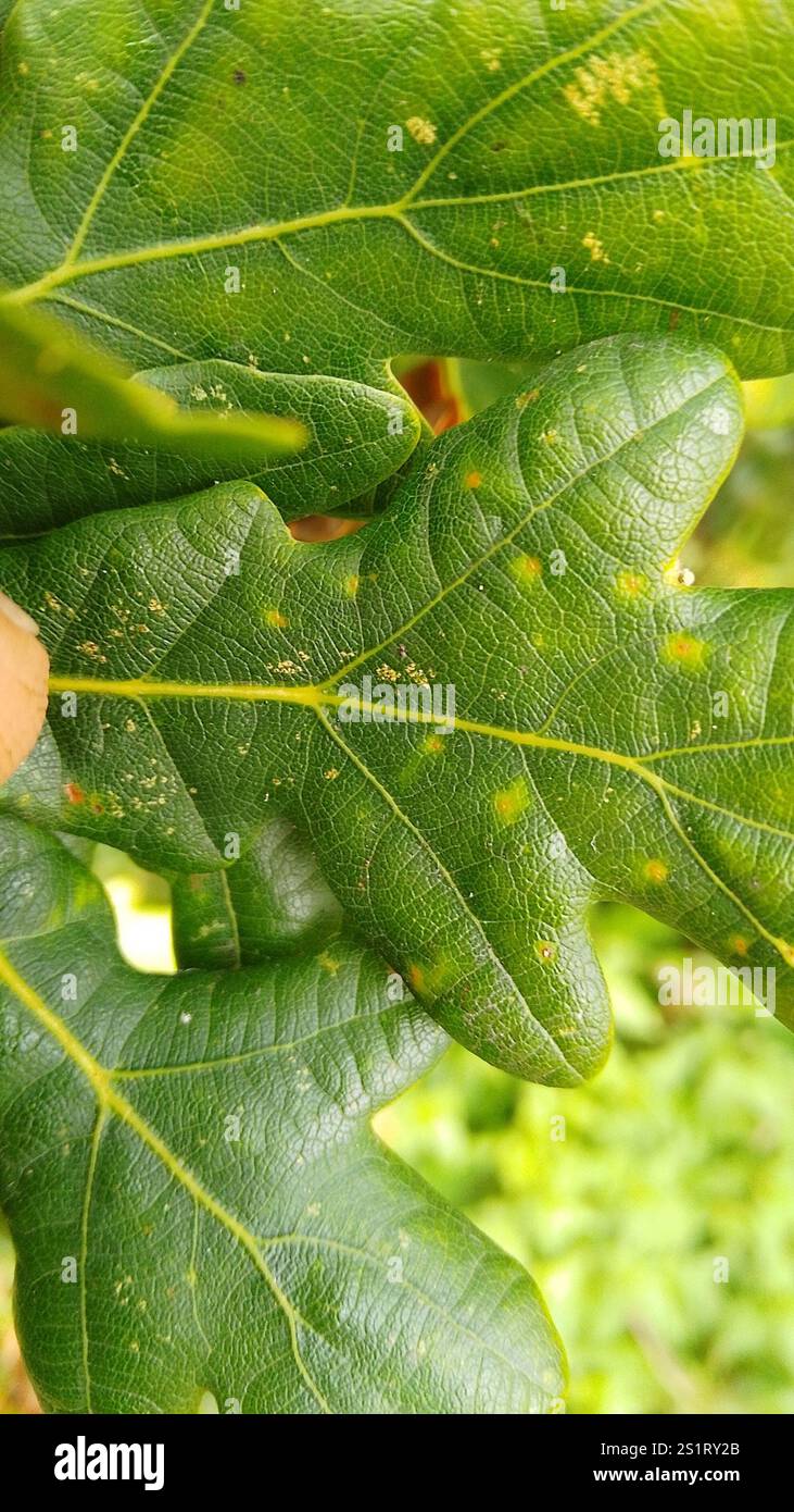 Common Spangle Gall Wasp (Neuroterus quercusbaccarum Stock Photo - Alamy