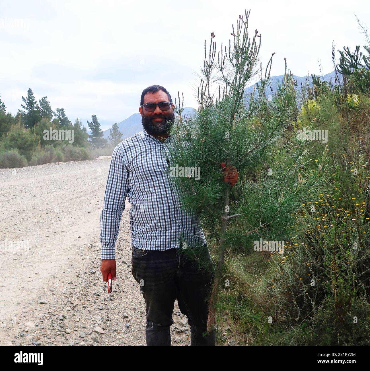 maritime pine (Pinus pinaster Stock Photo - Alamy