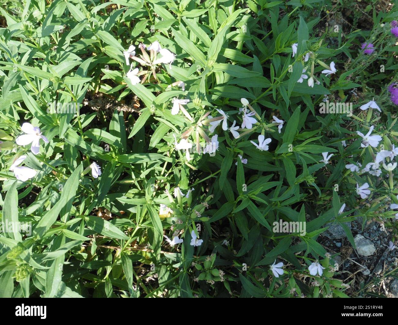 common soapwort (Saponaria officinalis Stock Photo - Alamy