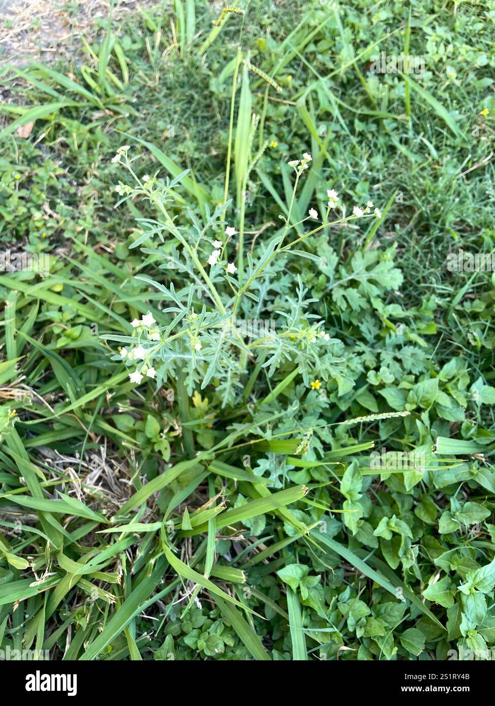 Santa Maria feverfew (Parthenium hysterophorus Stock Photo - Alamy