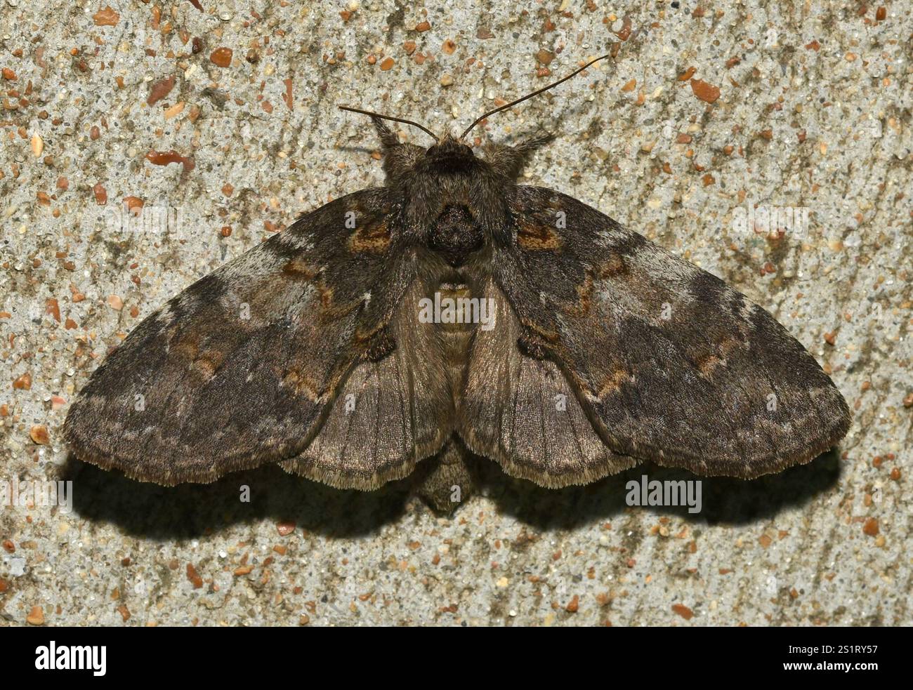 Angulose Prominent (Peridea angulosa Stock Photo - Alamy