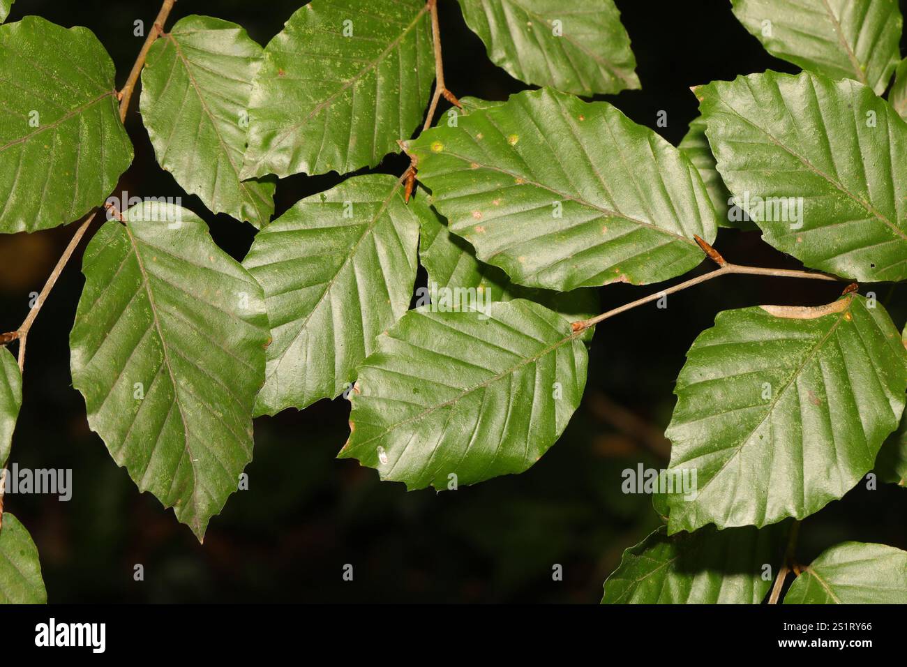 European beech (Fagus sylvatica Stock Photo - Alamy