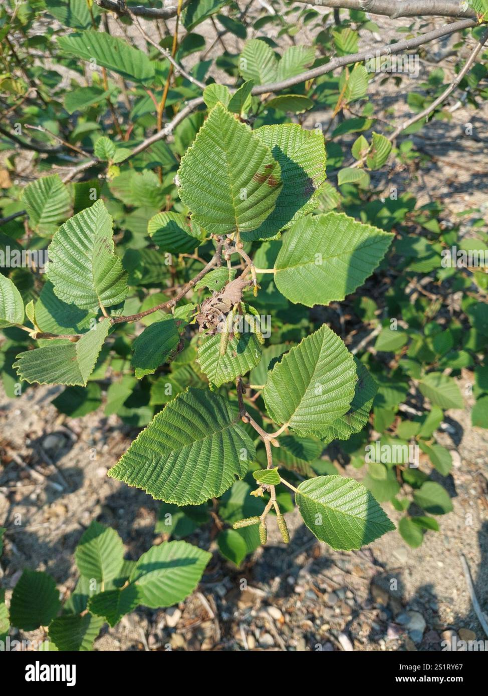 swamp alder (Alnus incana rugosa Stock Photo - Alamy