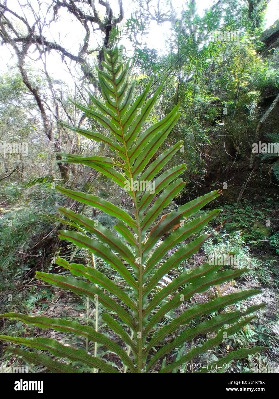 Brazilian tree-fern (Blechnum brasiliense Stock Photo - Alamy