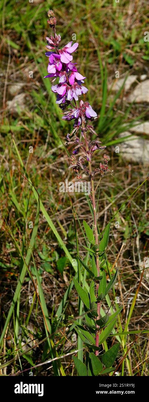 showy tick-trefoil (Desmodium canadense Stock Photo - Alamy