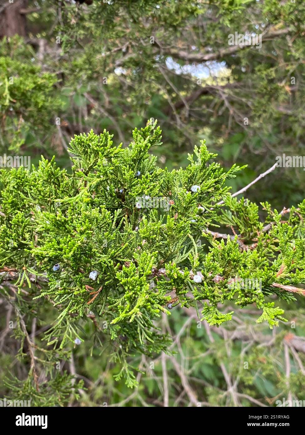 eastern redcedar (Juniperus virginiana Stock Photo - Alamy