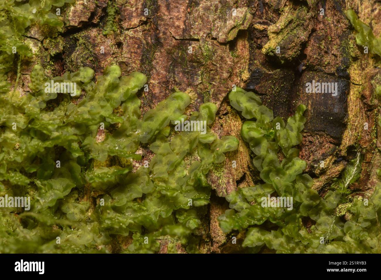 Flat-leaved Scalewort (Radula complanata Stock Photo - Alamy