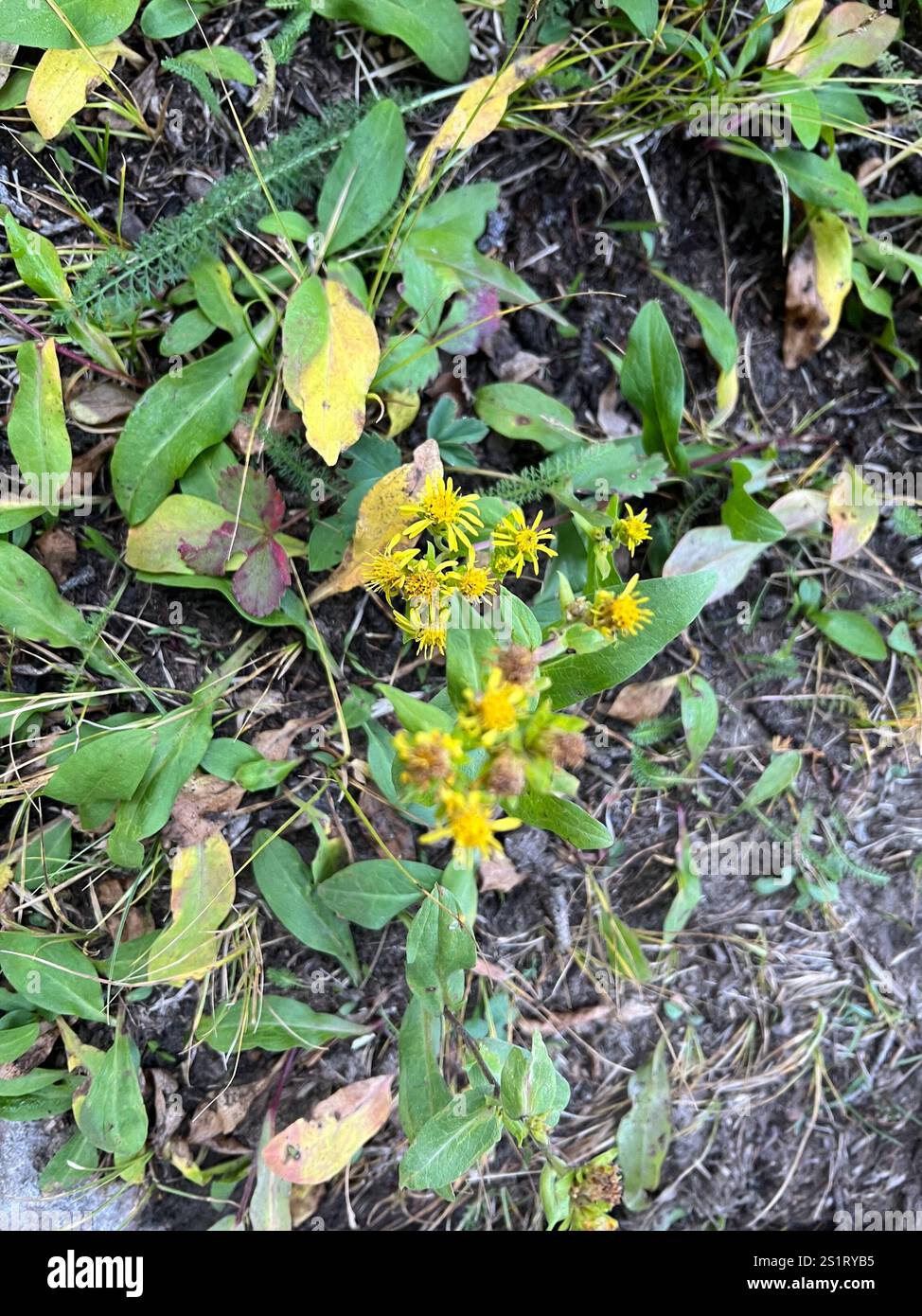 northern goldenrod (Solidago multiradiata Stock Photo - Alamy