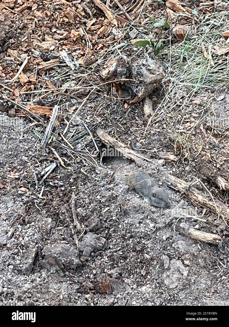 Northern Pocket Gopher (Thomomys talpoides Stock Photo - Alamy